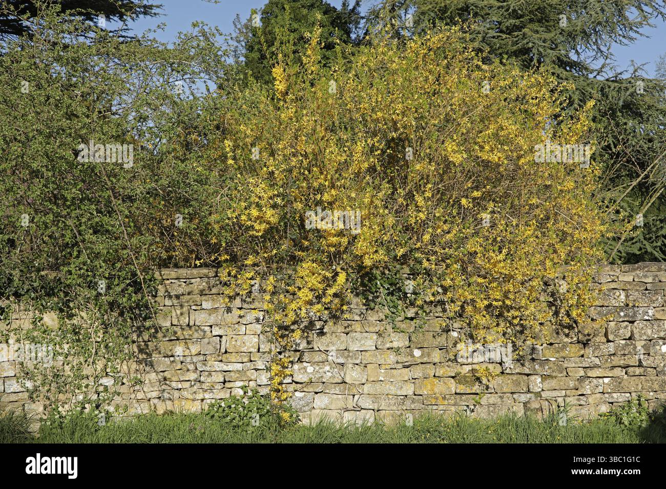 Stone wall, flowering golden lilac bush (Forsythia), Stanway, The ...