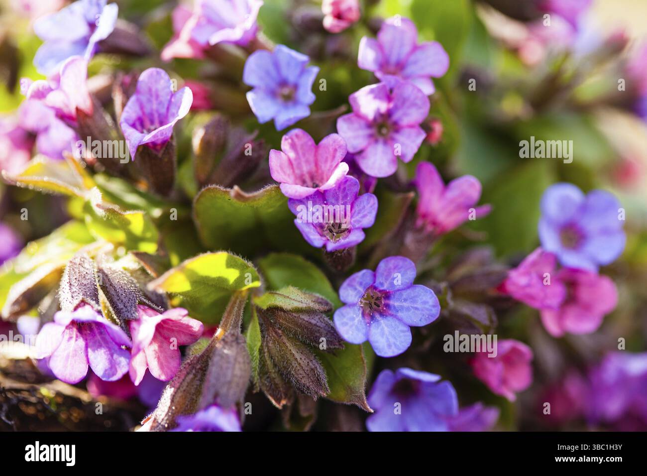 The evergreen perennial plant of the genus Pulmonaria - bouquet on the ...