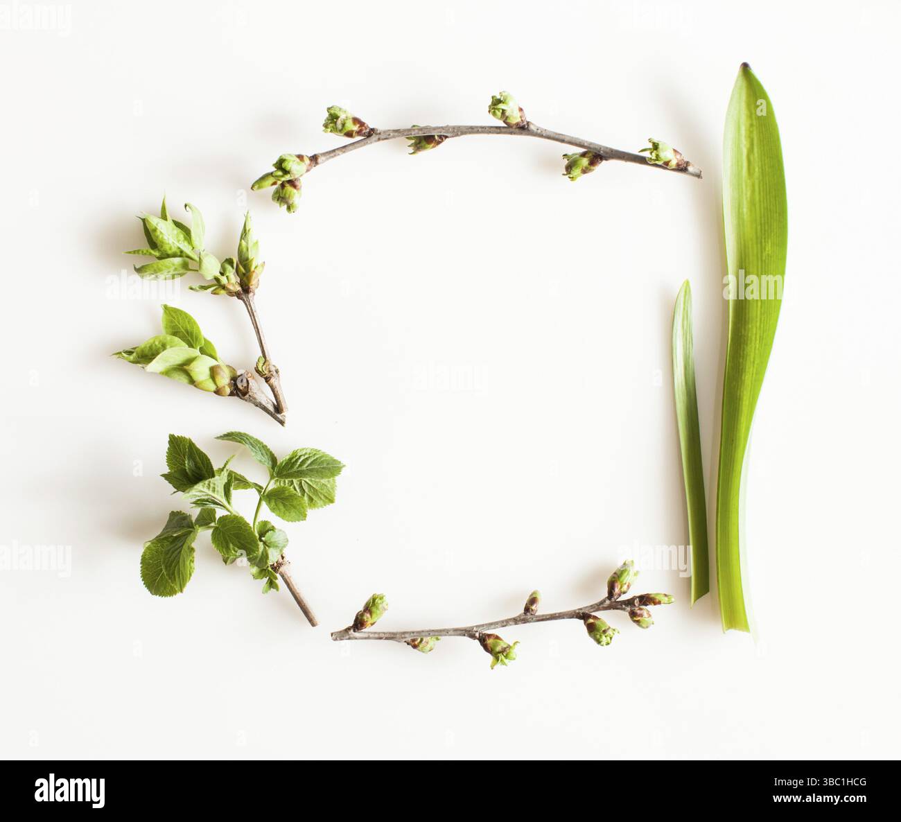 Spring greenery plants over white background. Flat lay forest and ...