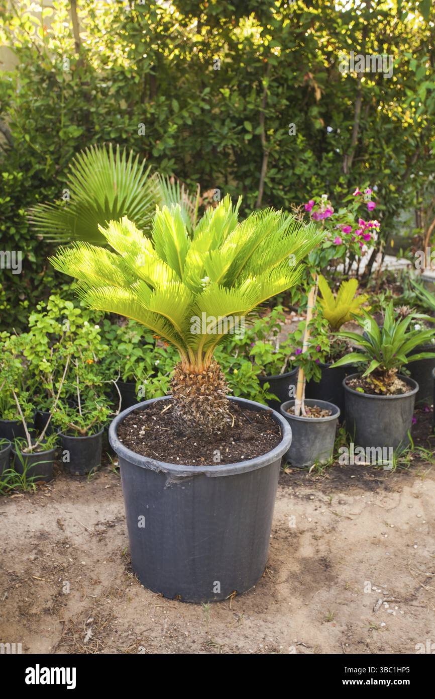 Tropical pots hi-res stock photography and images - Alamy