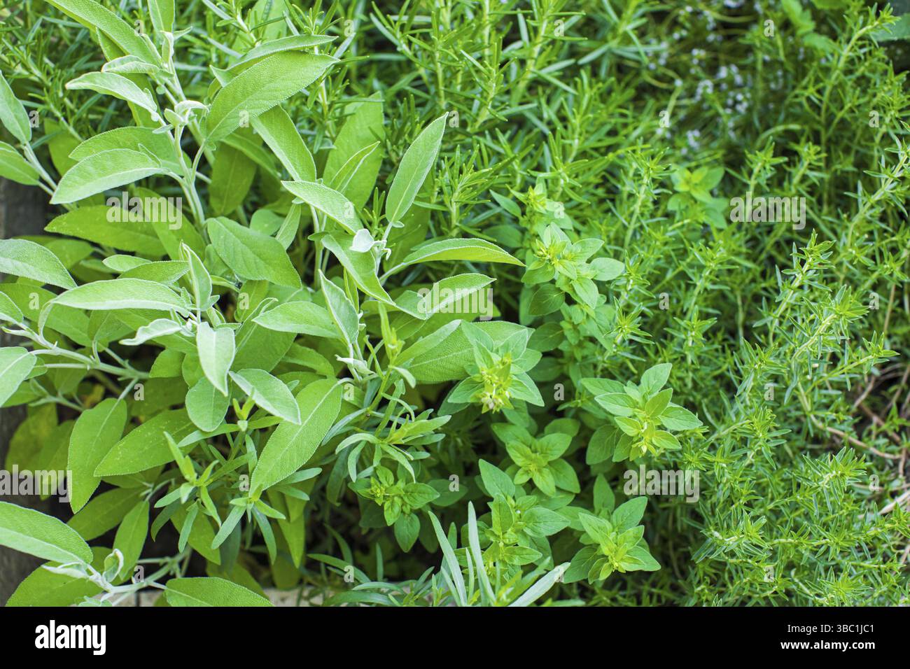 The different kinds of spicy herbs are growing outdoors. The concept of ...