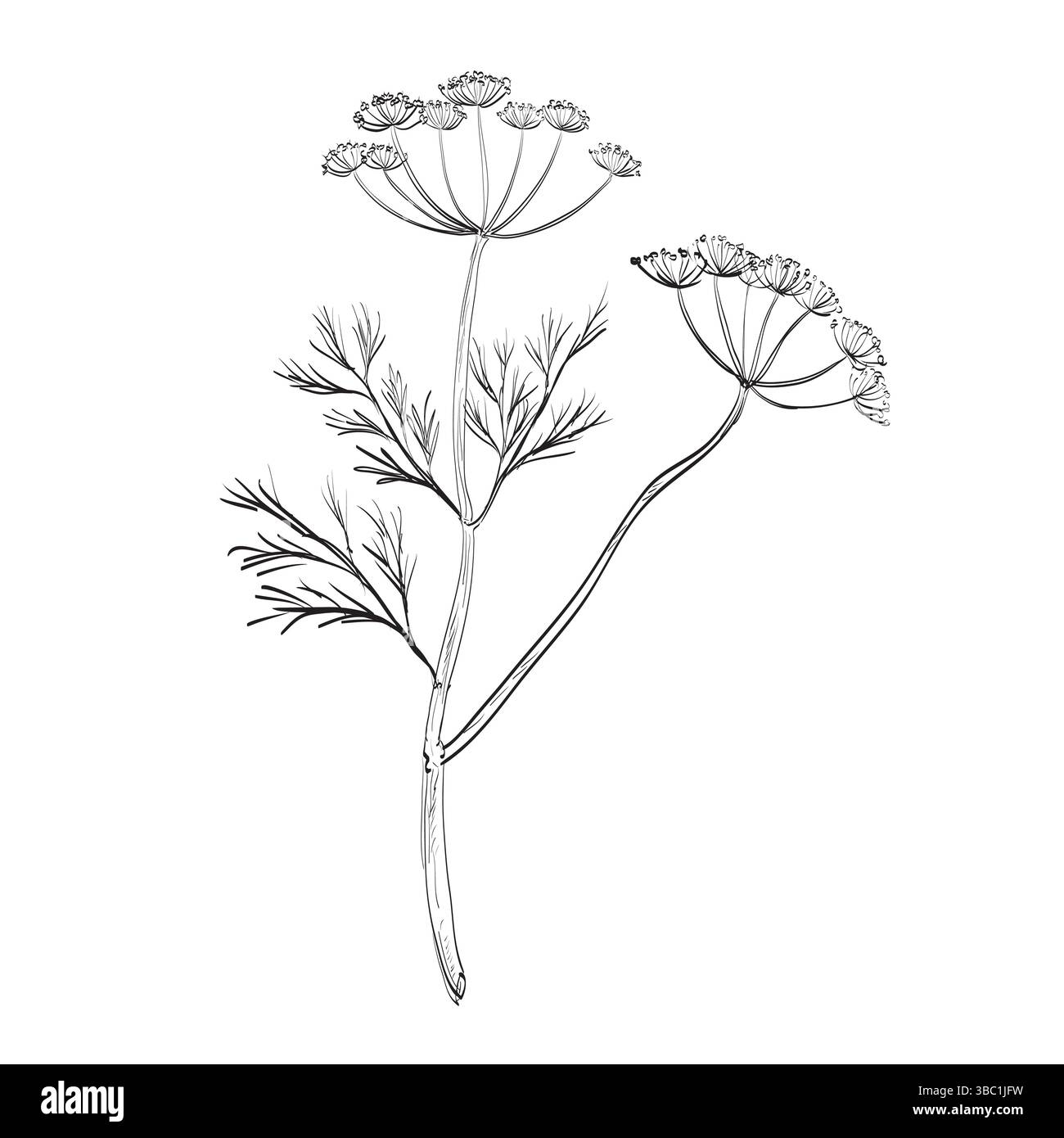 Drawing sketch style illustration of a Dill or Anethum graveolens, an ...