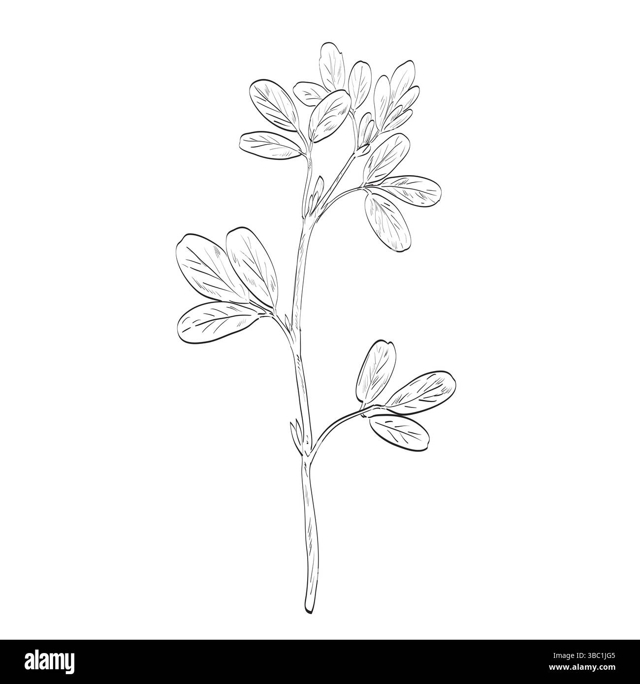 Fenugreek isolated Stock Vector Images - Alamy