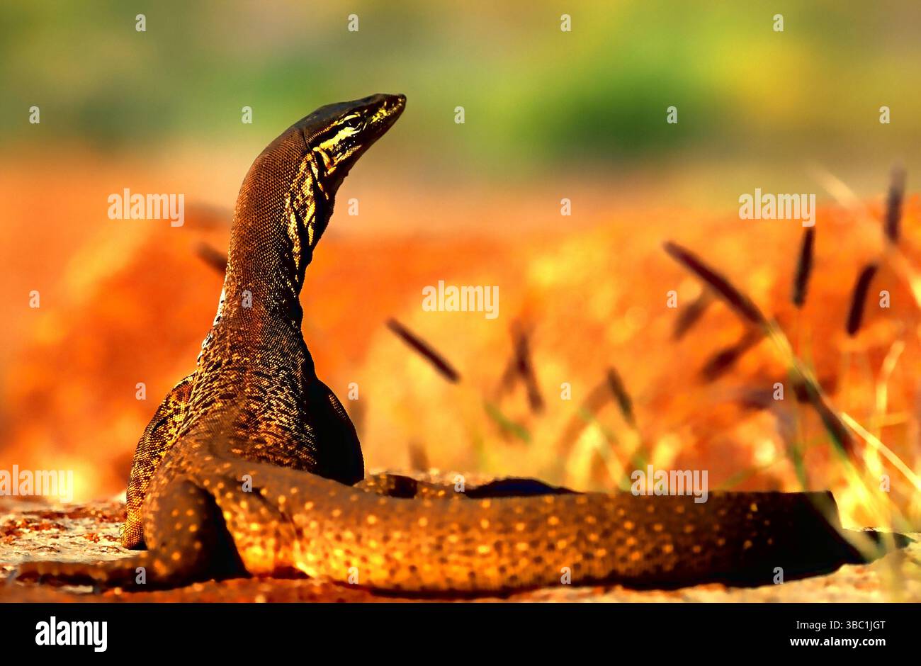 Yellow spotted monitor ( Varanus panoptus rubidus), Pilbara, Western ...