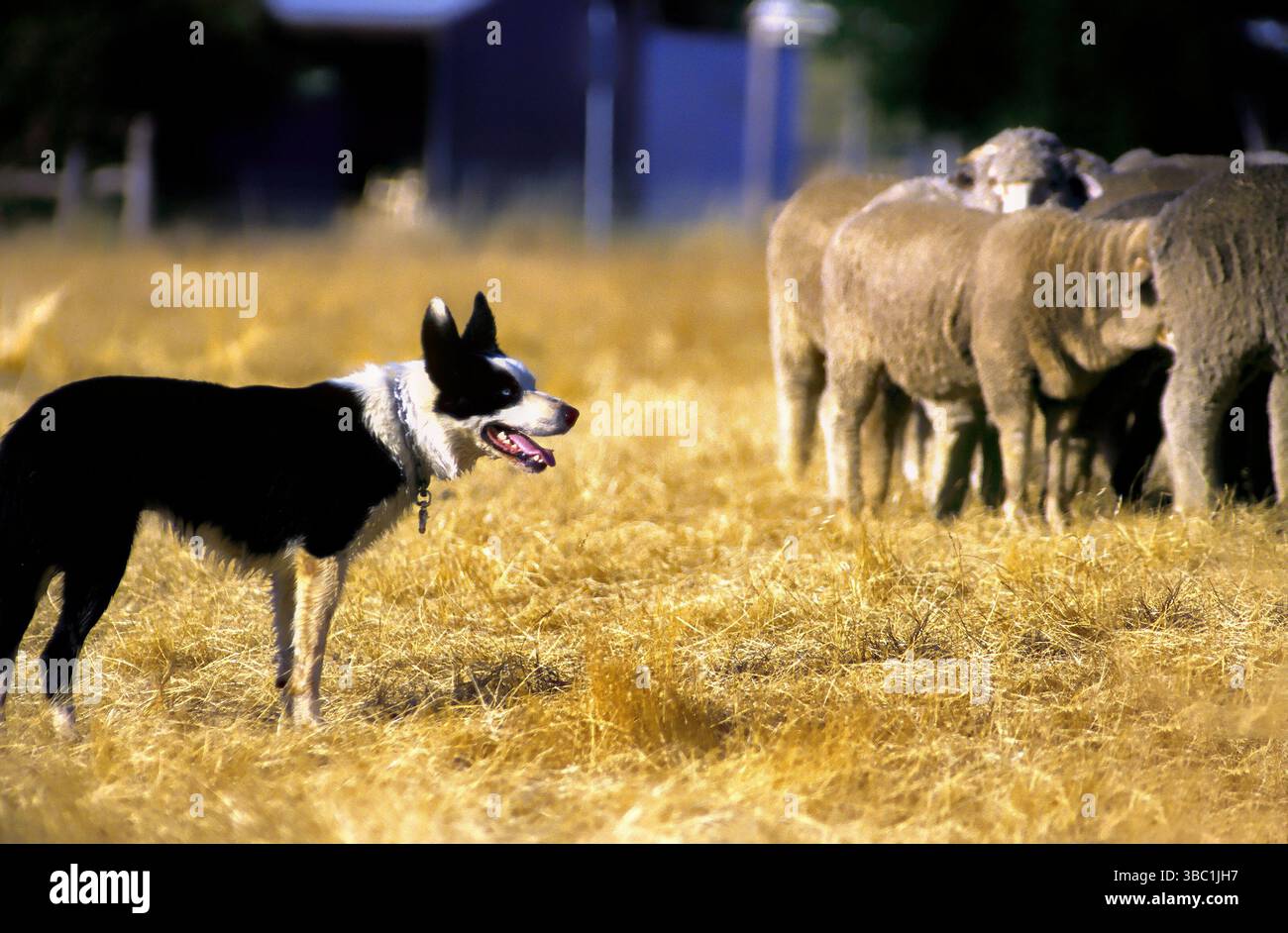 Australian Shepherd Dog working Sheep, West Australia Stock Photo - Alamy