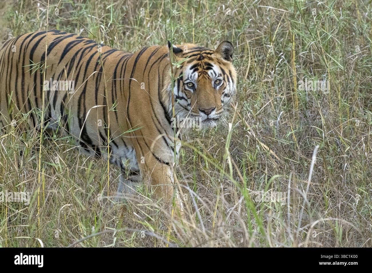 Tiger (Panthera tigris), Bengal tiger or Indian tiger, big cat ...