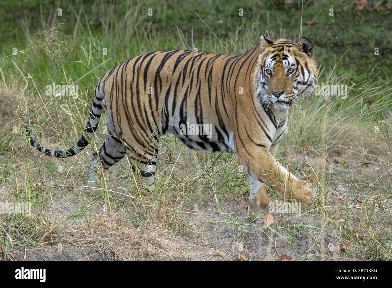 Tiger (Panthera tigris), Bengal tiger or Indian tiger, big cat ...