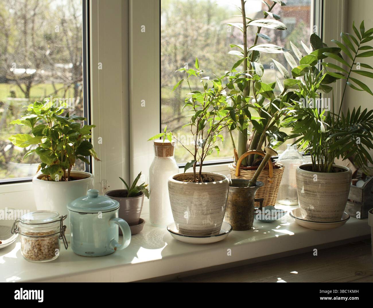 The set of different plants in ceramic pots that lying on the ...