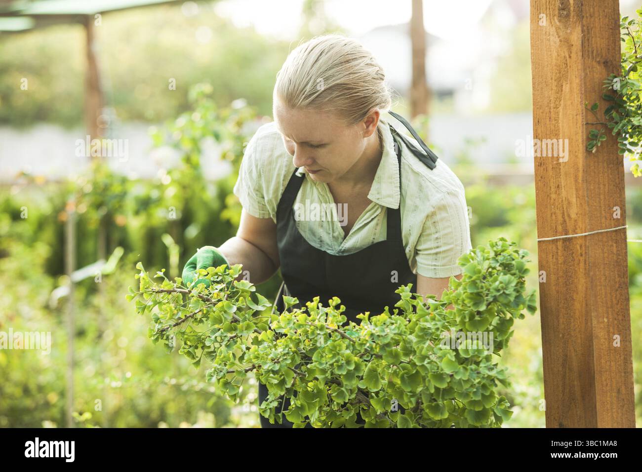 A gardener's gloved hand showing green plantations Stock Photo - Alamy