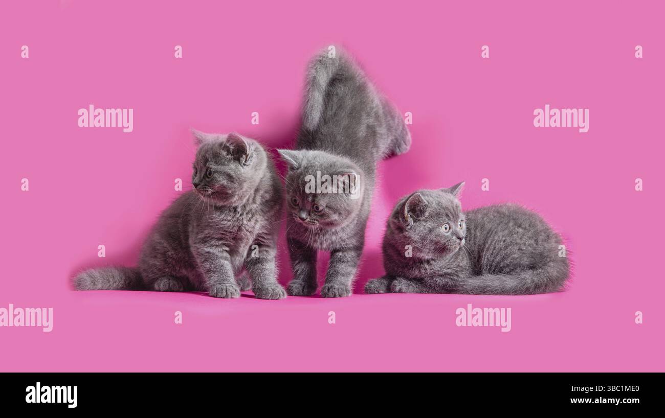 Three cute Scottish fold kittens on a pink background. The kittens is ...