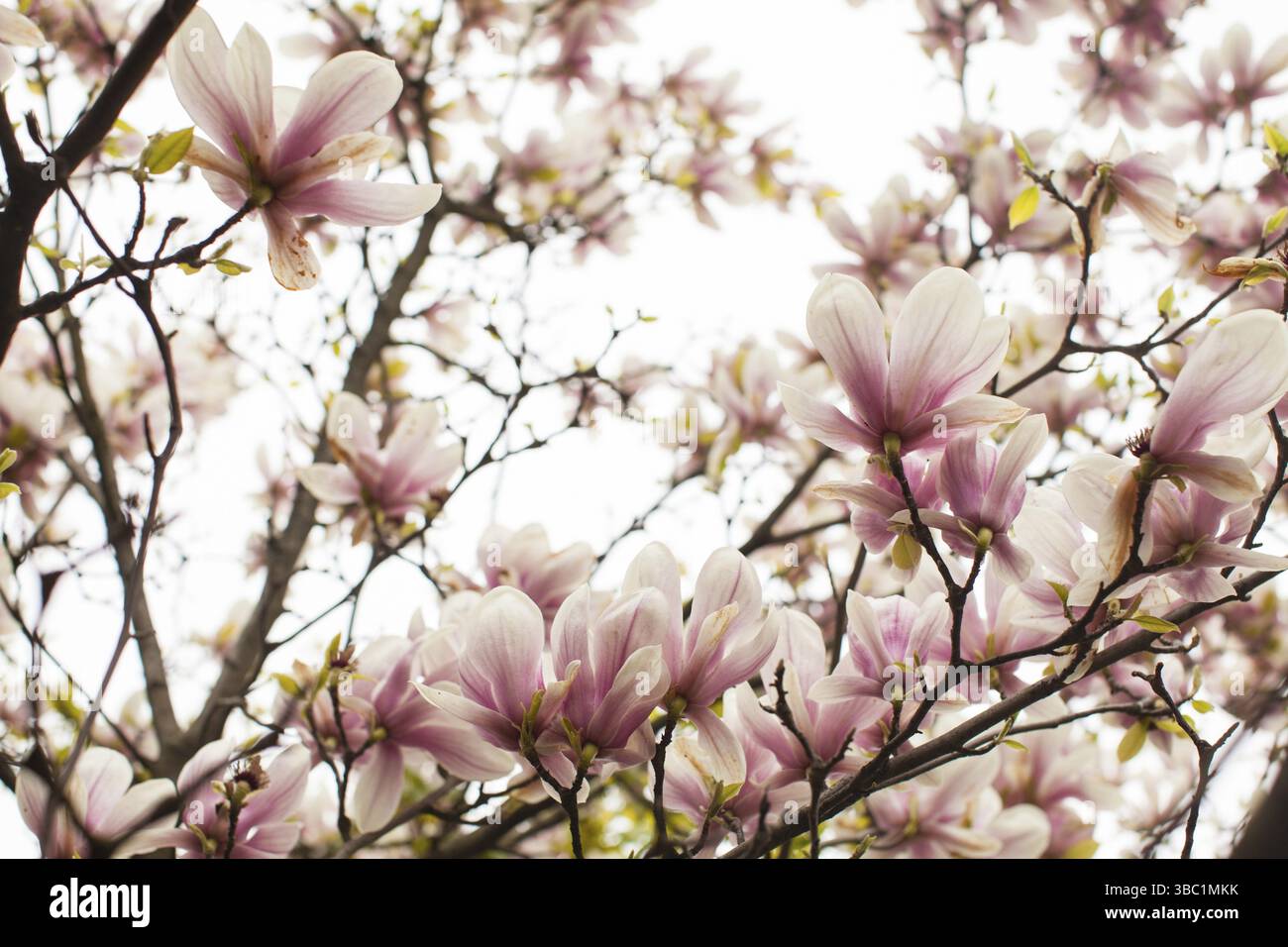 Beautiful blooming magnolia tree of pink color in the spring Stock ...