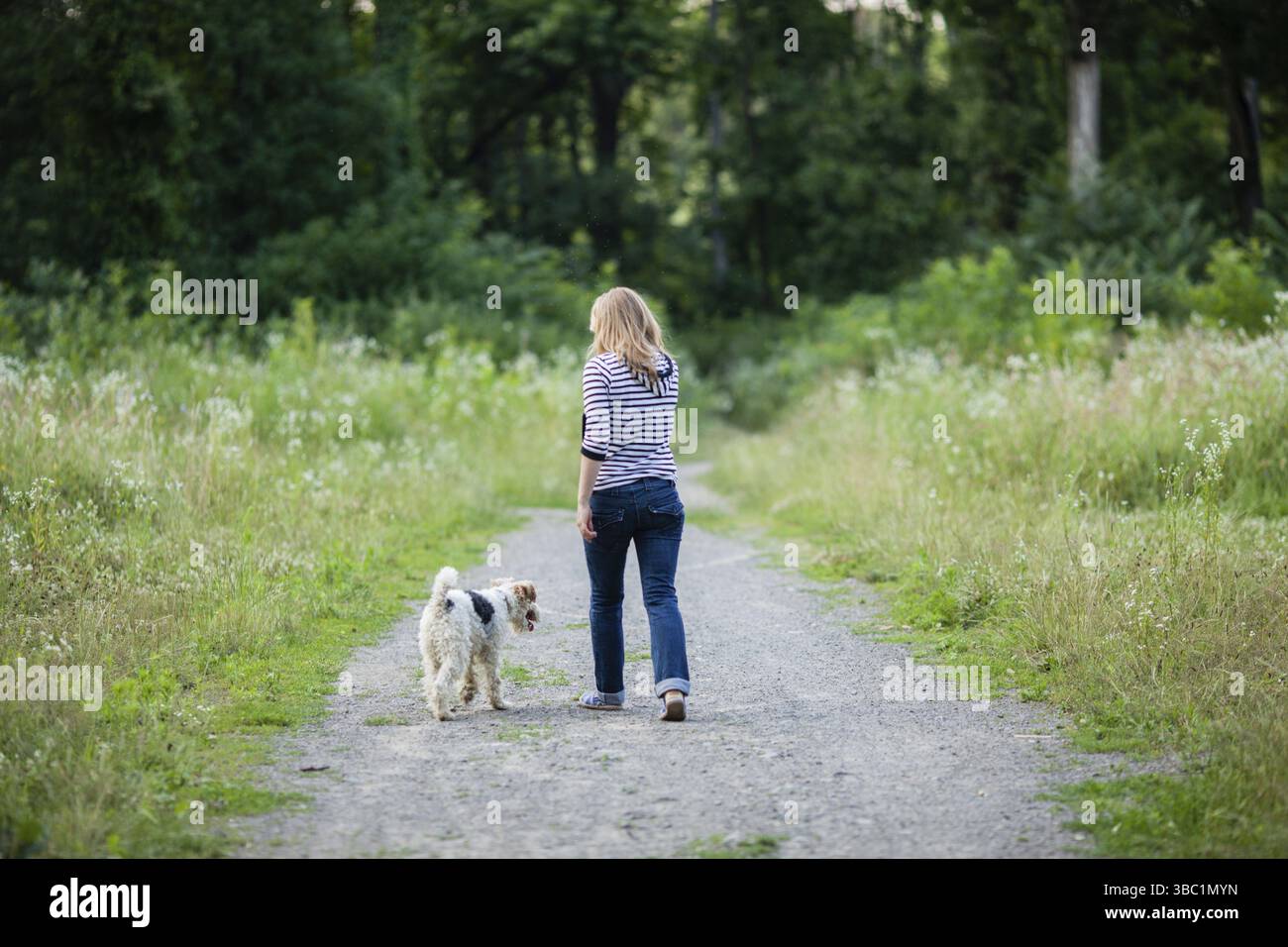 Dog fox terrier following his owner along the pathway, back view Stock ...
