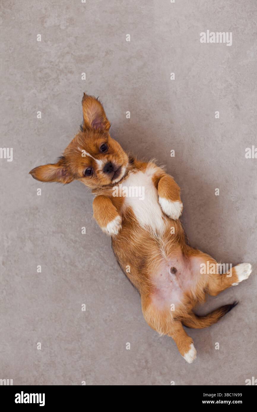 Small cute and funny japanese chin dog laying on a gray floor looking ...