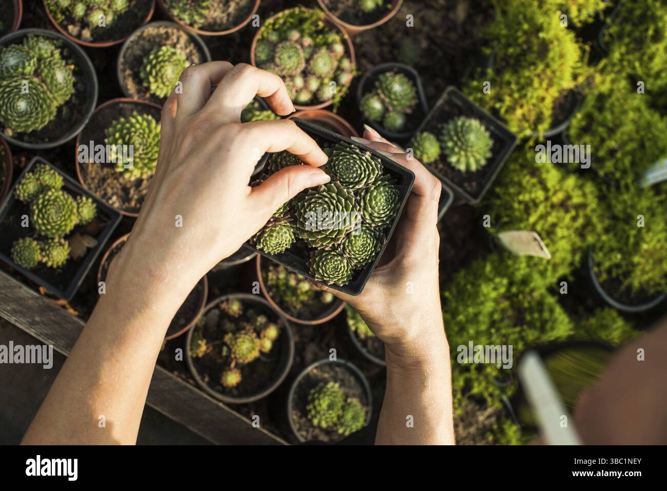 Choosing the succulents in pots for a rocky garden Stock Photo - Alamy