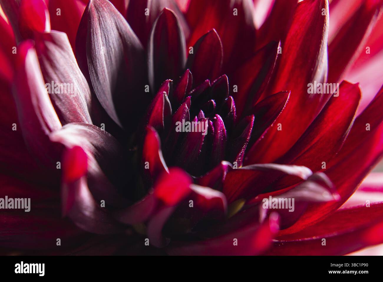 Red dahlia flower super hi-res stock photography and images - Alamy