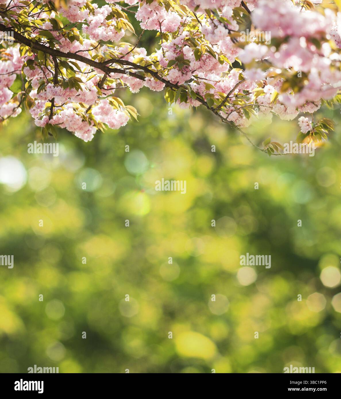 Close up branch of sakura tree in bloom on the top part of photo. Trees ...