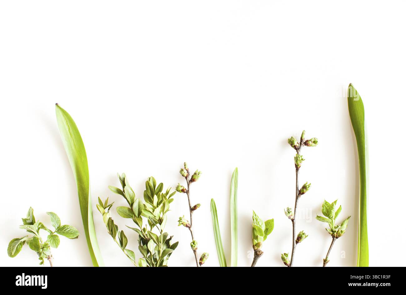 Spring greenery plants over white background. Flat lay forest and ...
