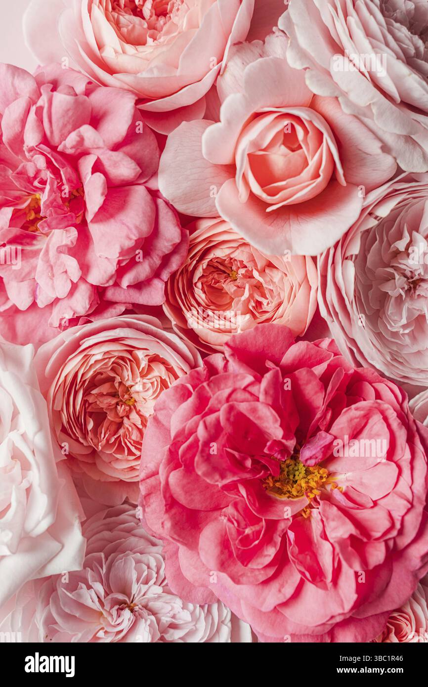 David Austin roses on the pink background for design. Holiday ...