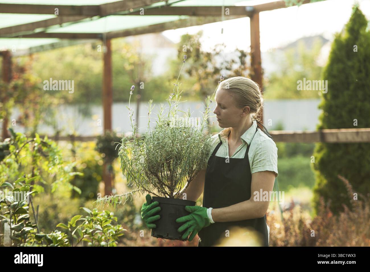 Beautiful woman florist shows pot of lavender bush with flowers in the ...