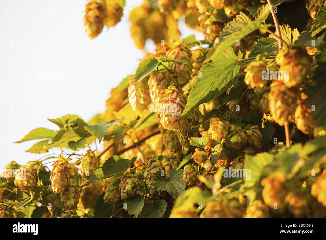 Growing fresh hop cones making hi-res stock photography and images - Alamy