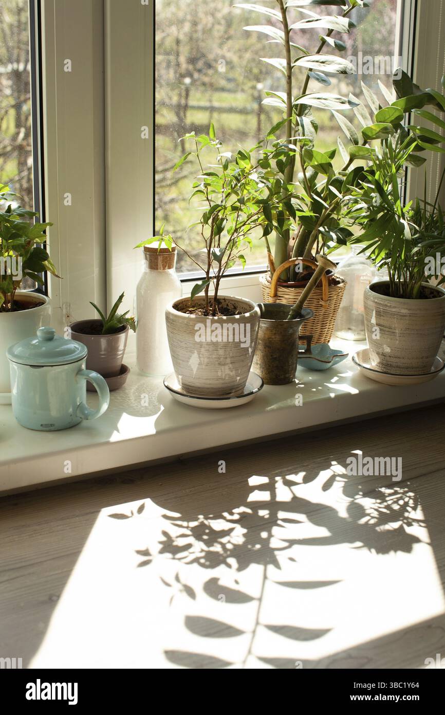 Interior of home garden with different ceramic pots on the windowsill ...