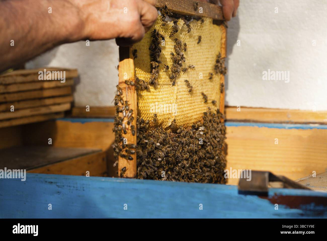 Beekeeper holding the honey comb with bees Stock Photo - Alamy
