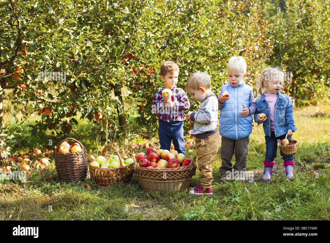 Group of kindergarten kids helping at the farm garden picking riped ...