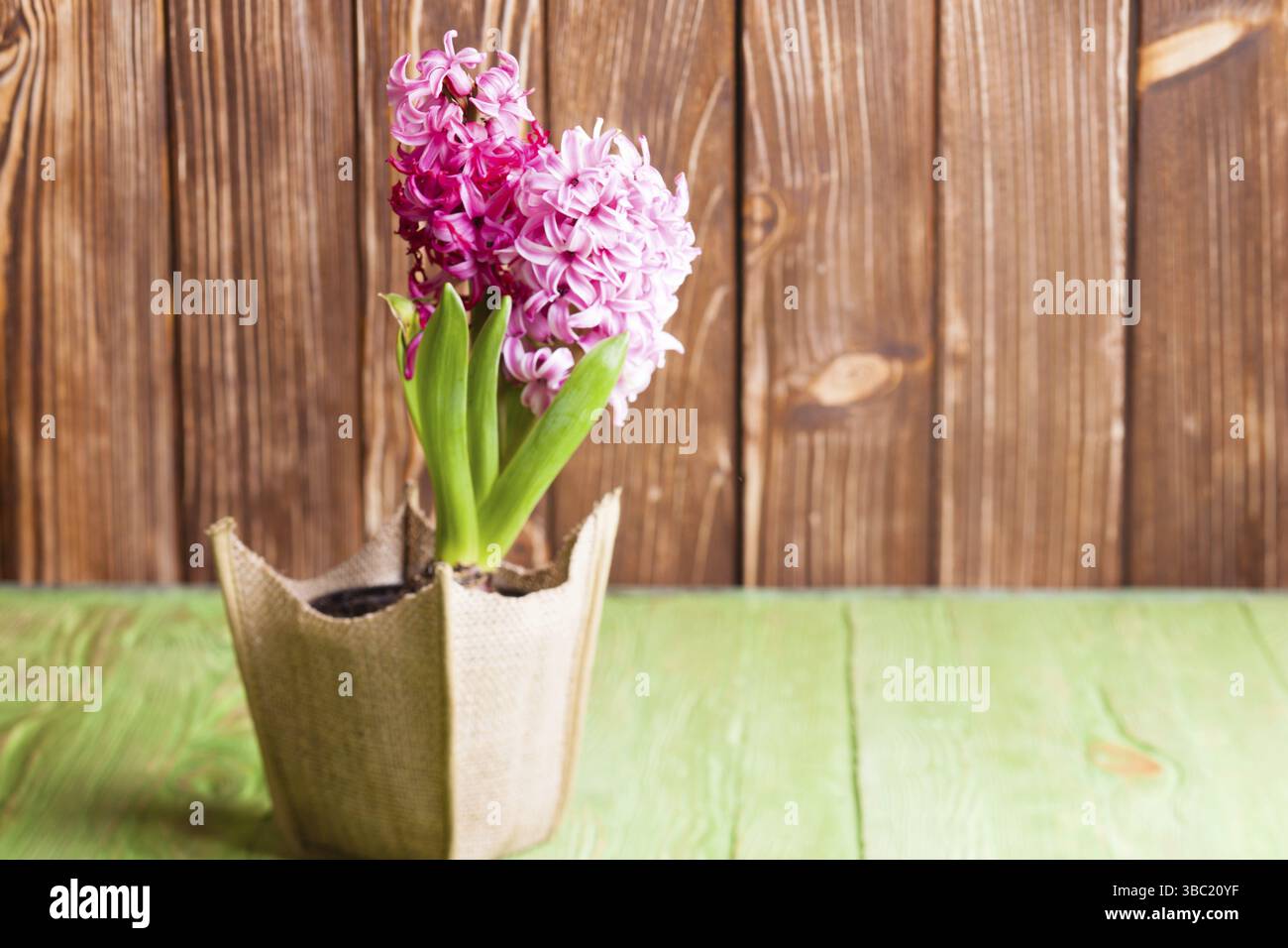 Pink spring hyacinth in a pot. Revival concept Stock Photo - Alamy