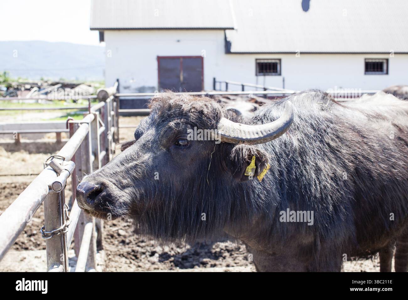 Buffaloes in a dairy farm. The dairy farm is specialized in buffalo ...