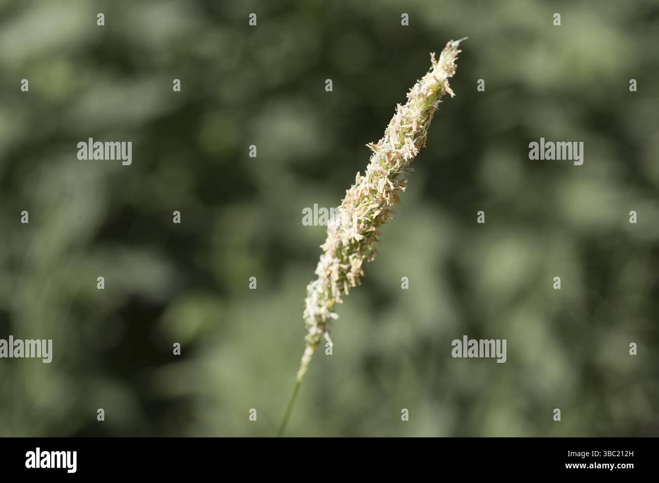Blooming timothy-grass in summer meadow, close-up of phleum pratense ...
