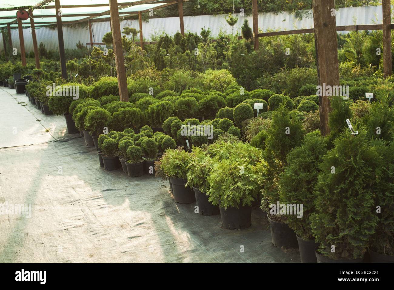 Various evergreen plants and bushes for landscaping an the outdoor ...