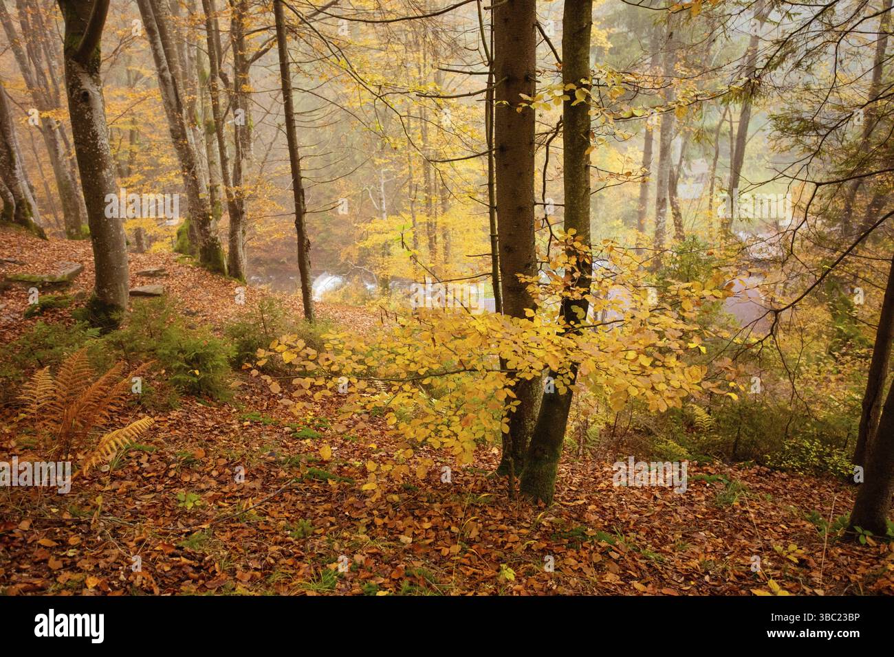 The big old oak tree at the foot of the hill in the autumn forest. The ...