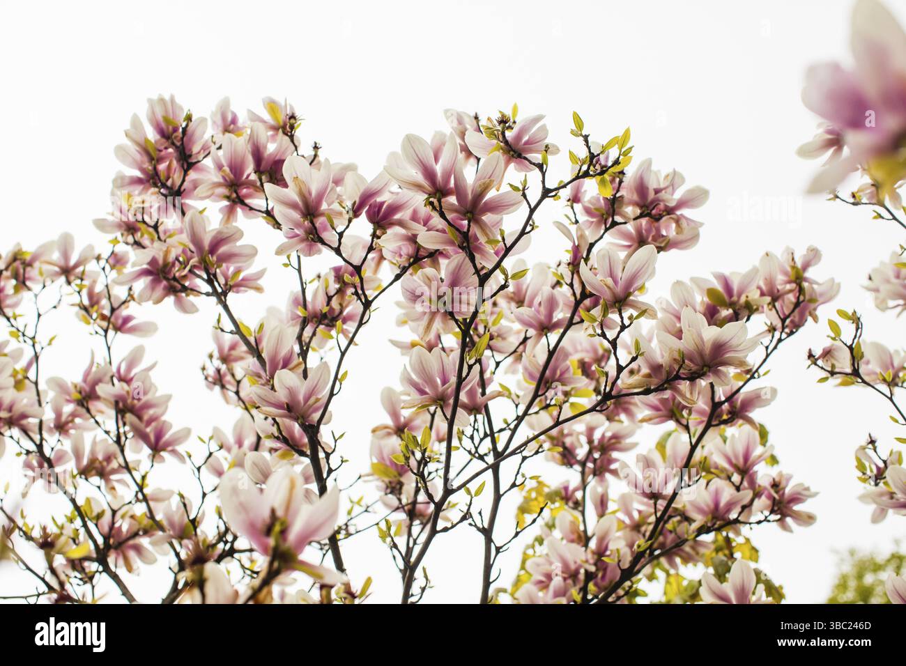 Magnolia tree bottom view hi-res stock photography and images - Alamy