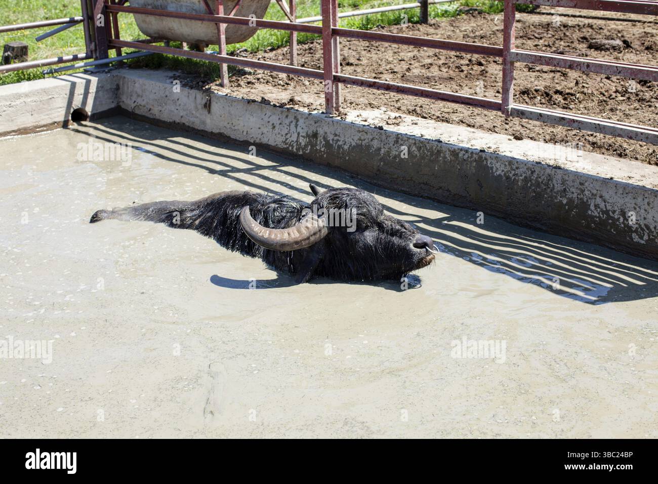 Buffalo in a livestock. The dairy farm have a special pool for ...