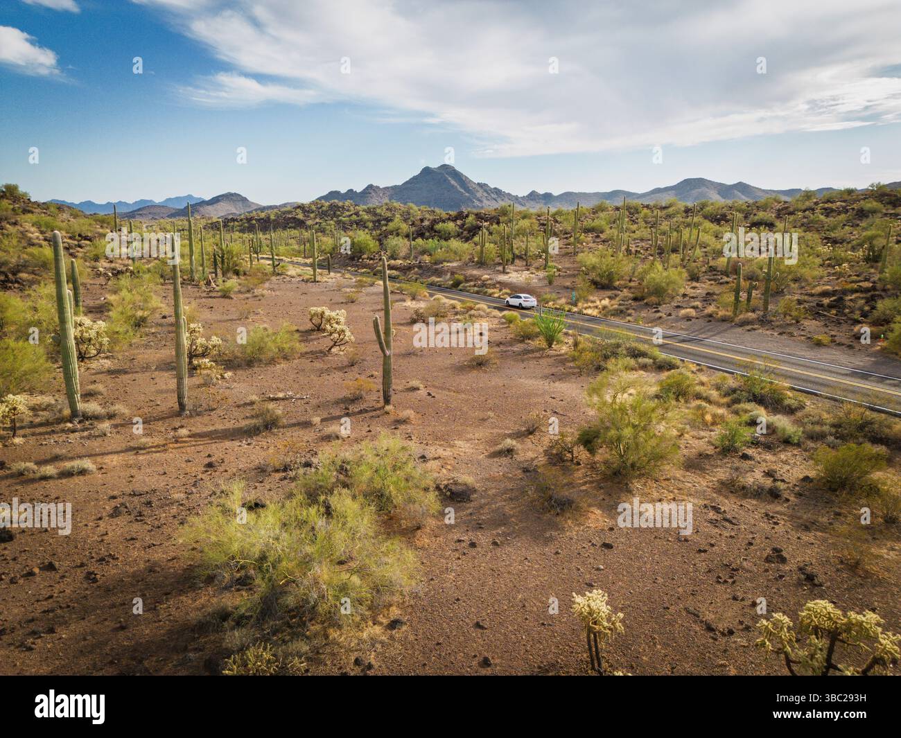Cactus and Joshua trees along Highway 85 in Organ Pipe Cactus National ...
