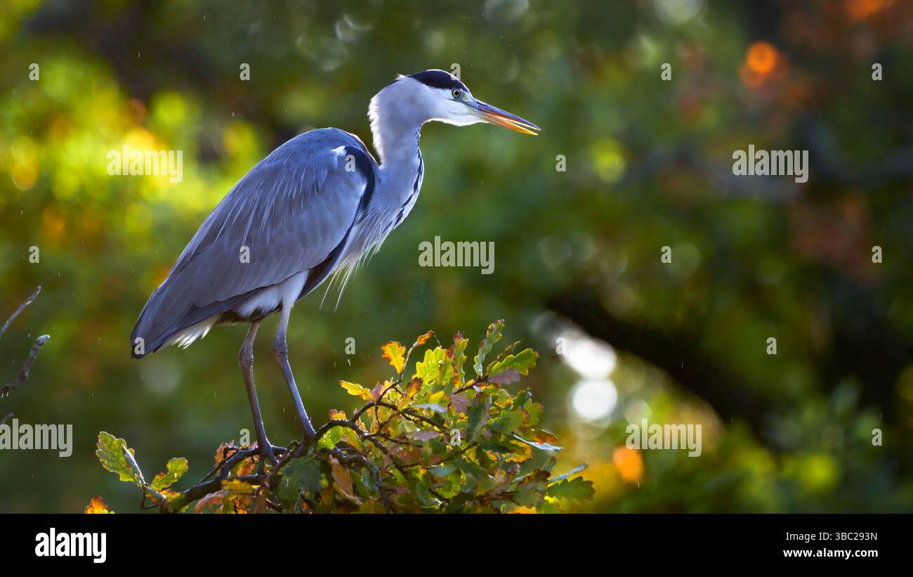 Grey heron on tree in hi-res stock photography and images - Alamy