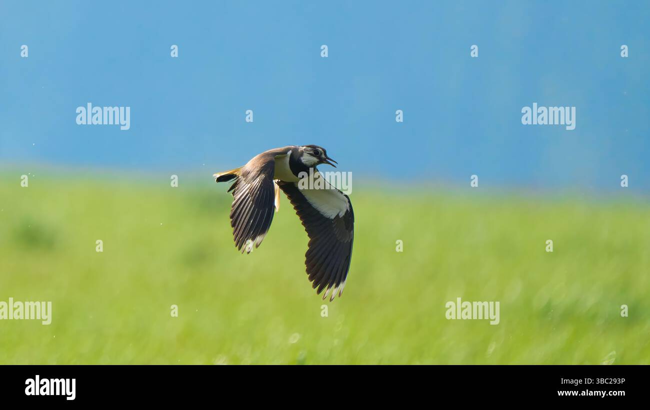 From meadow hi-res stock photography and images - Alamy