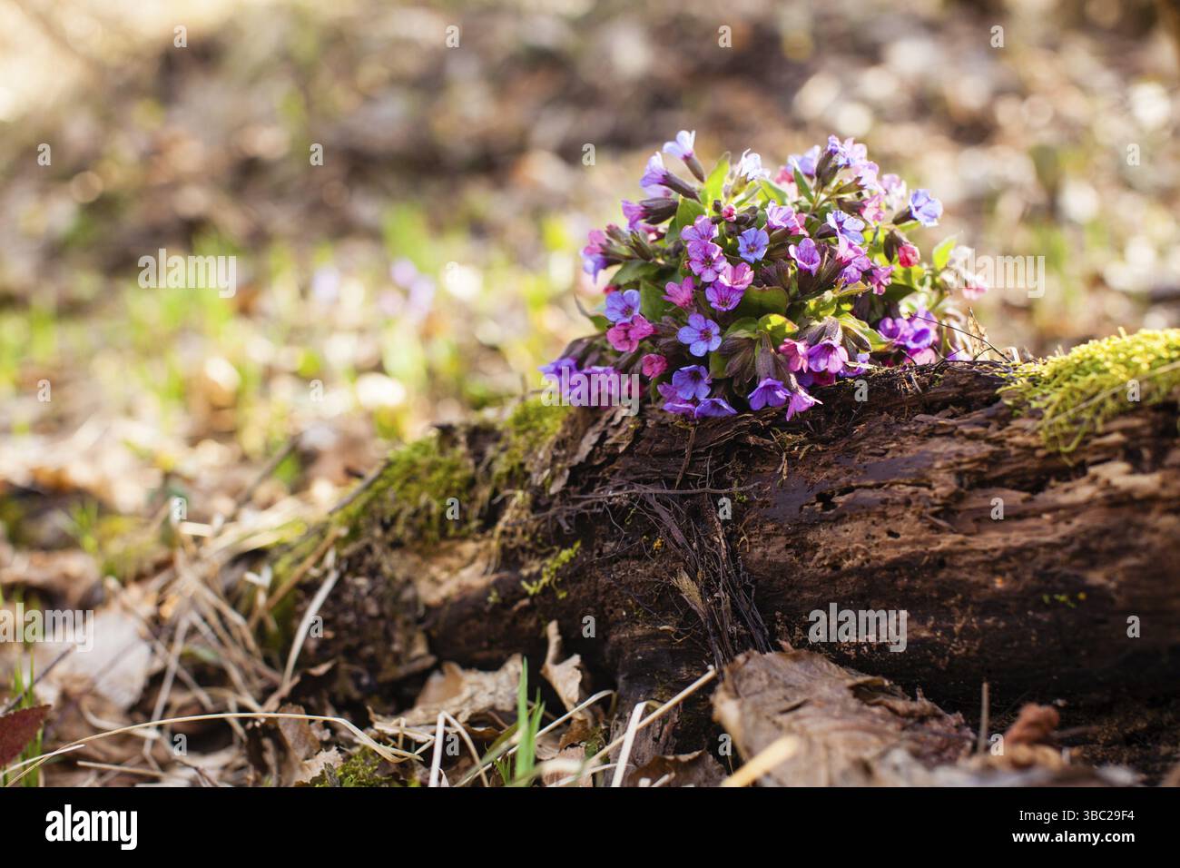 The evergreen perennial plant of the genus Pulmonaria - bouquet on the ...