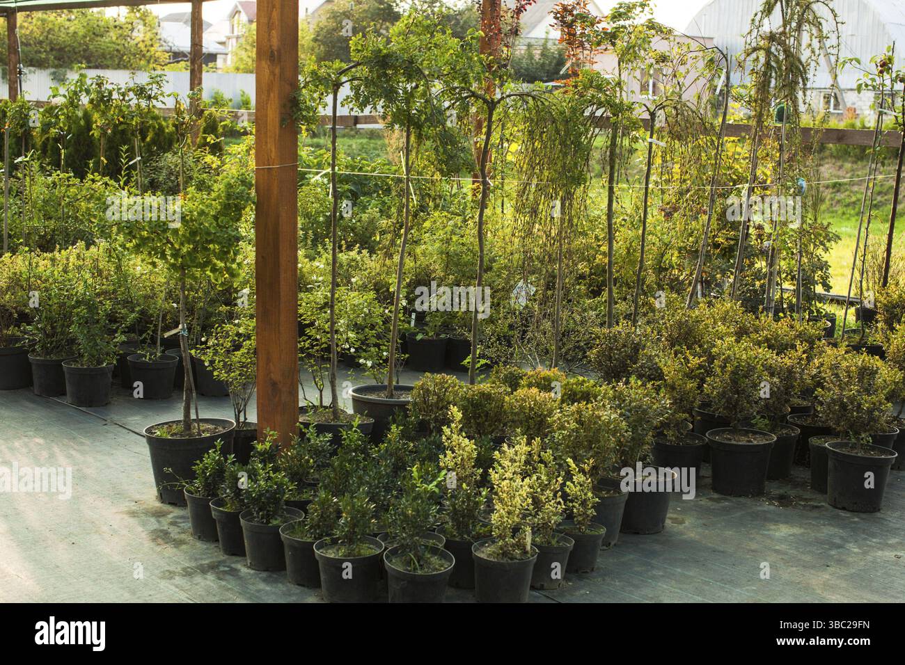 Various evergreen plants and bushes for landscaping an the outdoor ...