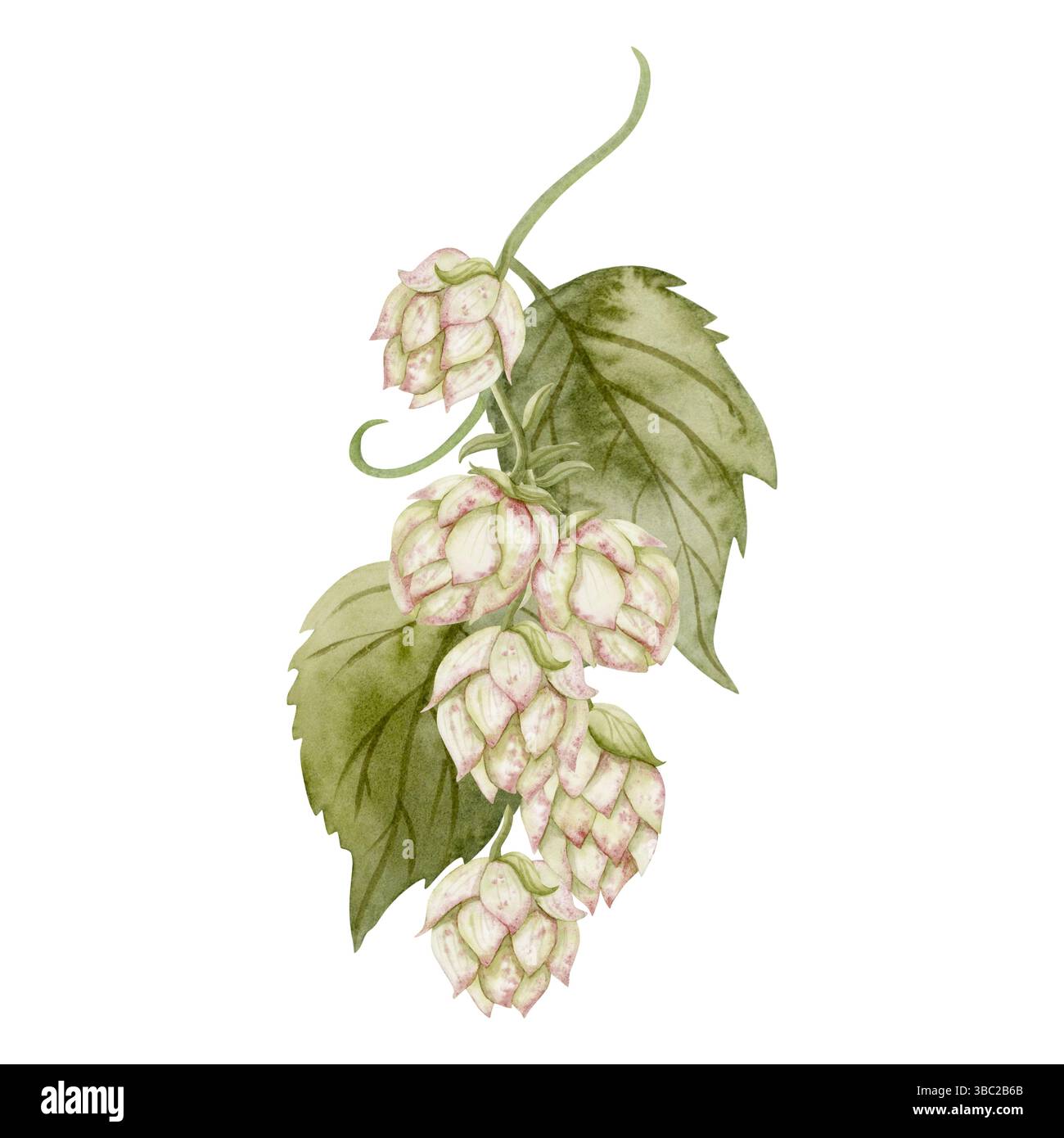 Watercolor hops branch with flowers and leaves hand drawn illustration ...