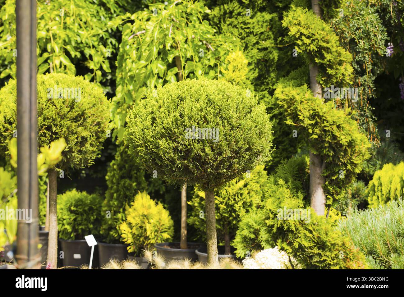 Assortment of various types of white cedars, small plants to grow at ...