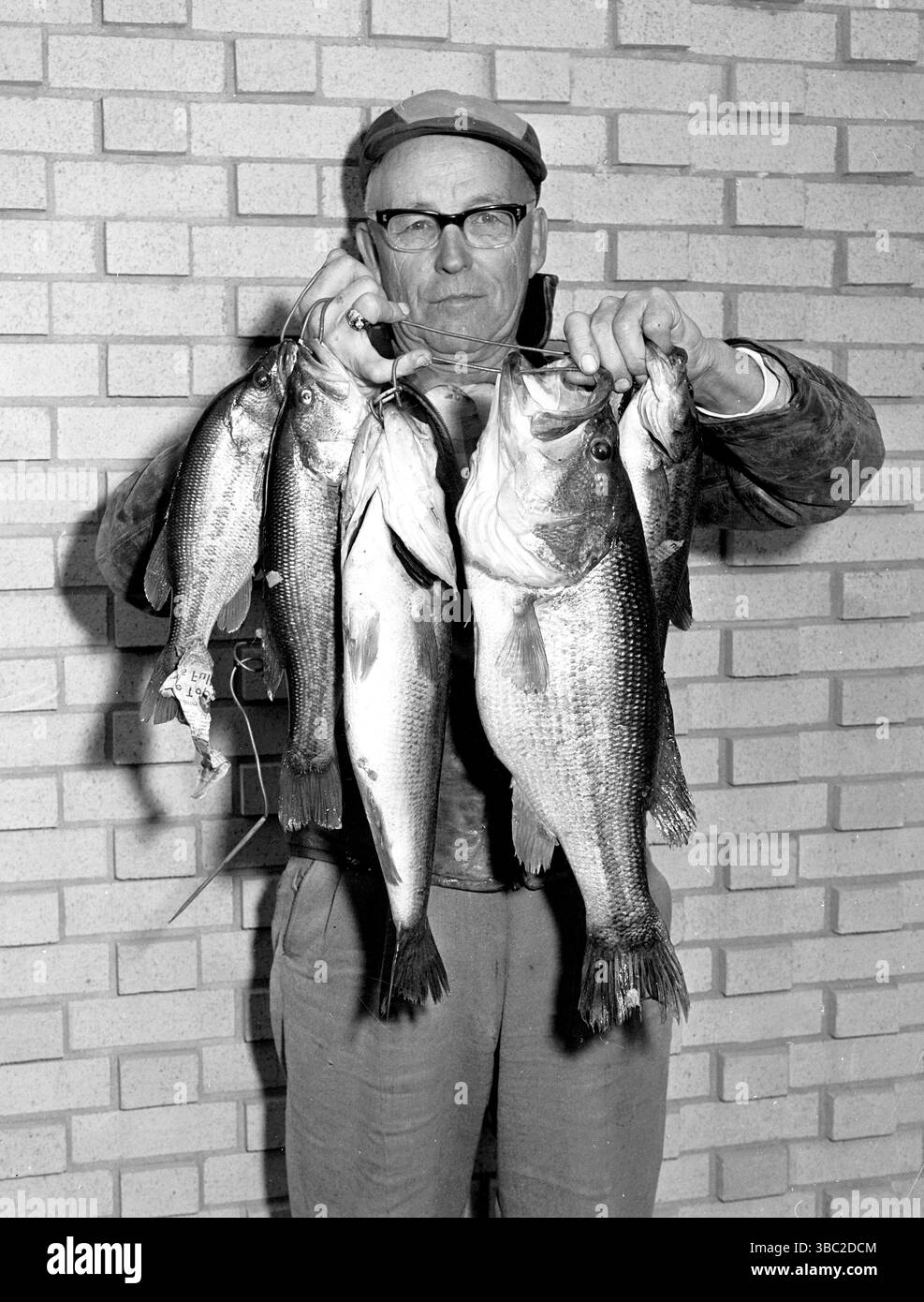 Middle aged man proudly holds a stringer of largemouth bass, ca. 1960 ...