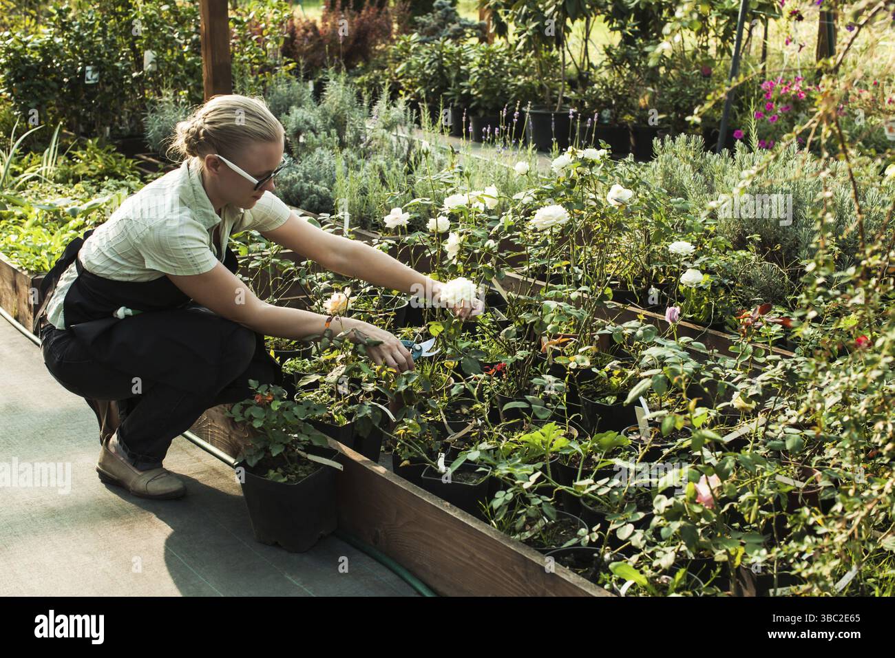 Female hands cutting seedlings in a pot using secateurs at greenhouse ...