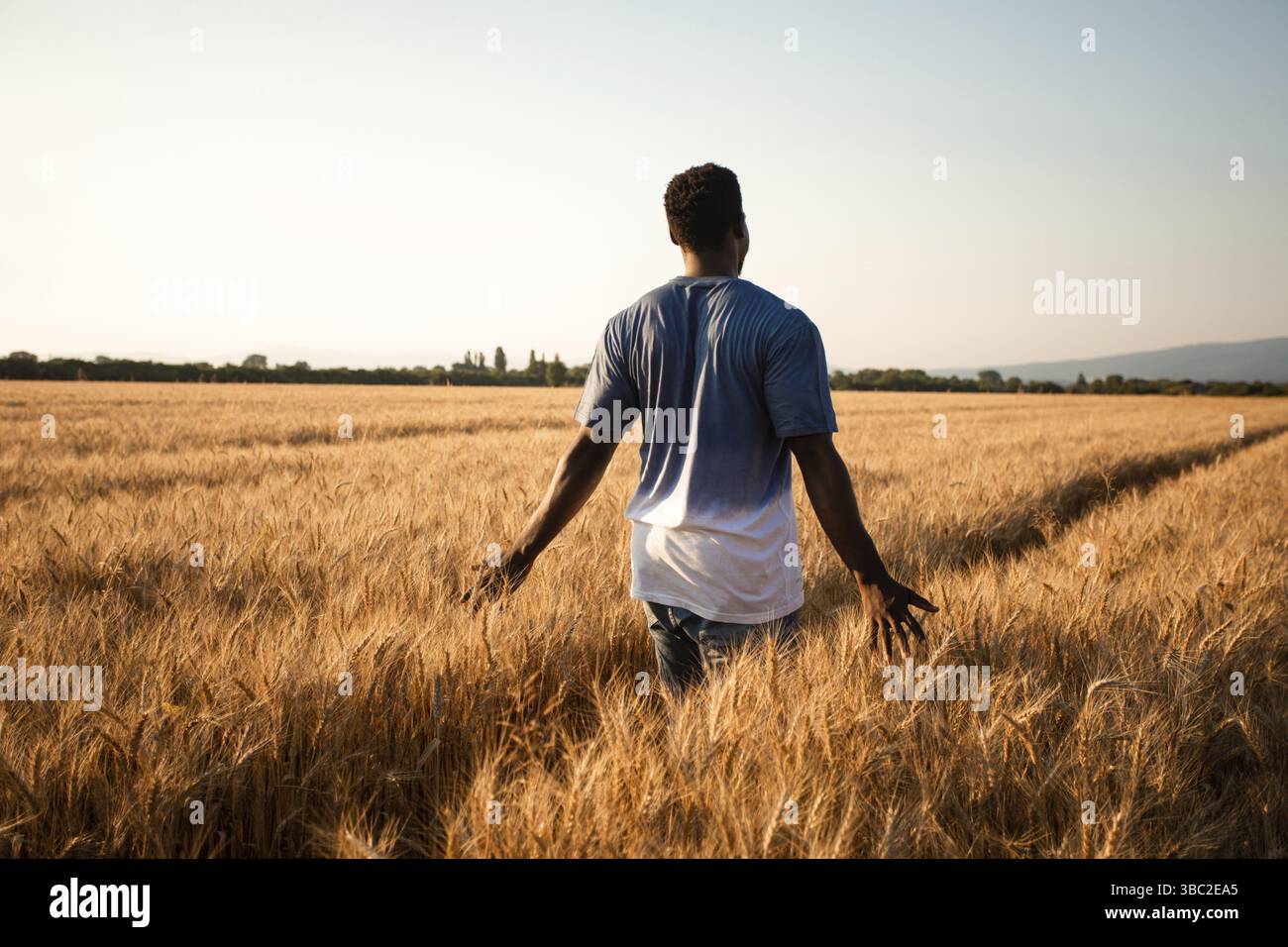 Man touching spikelets ripe hi-res stock photography and images - Alamy