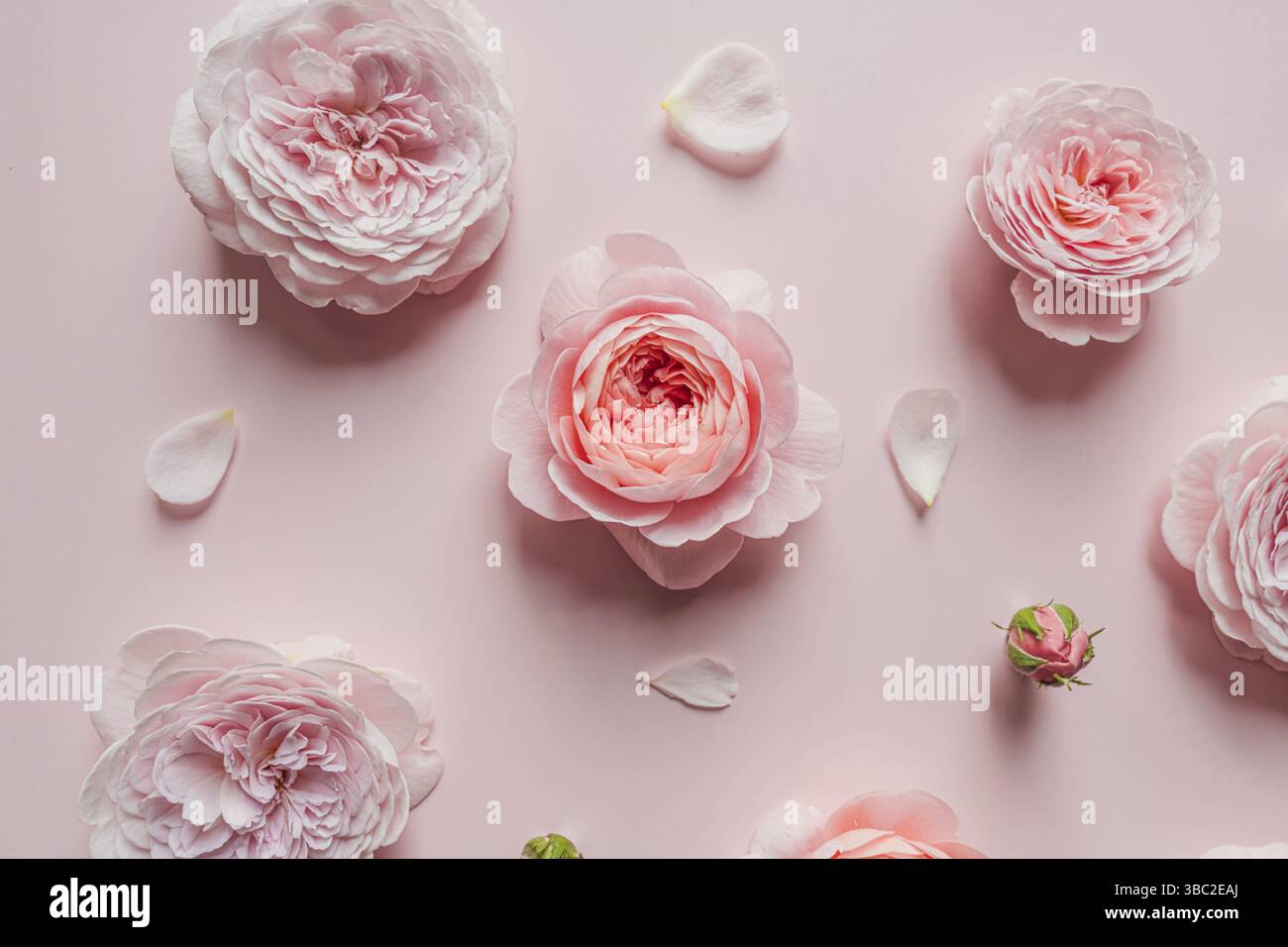 David Austin roses on the pink background for design. Holiday ...