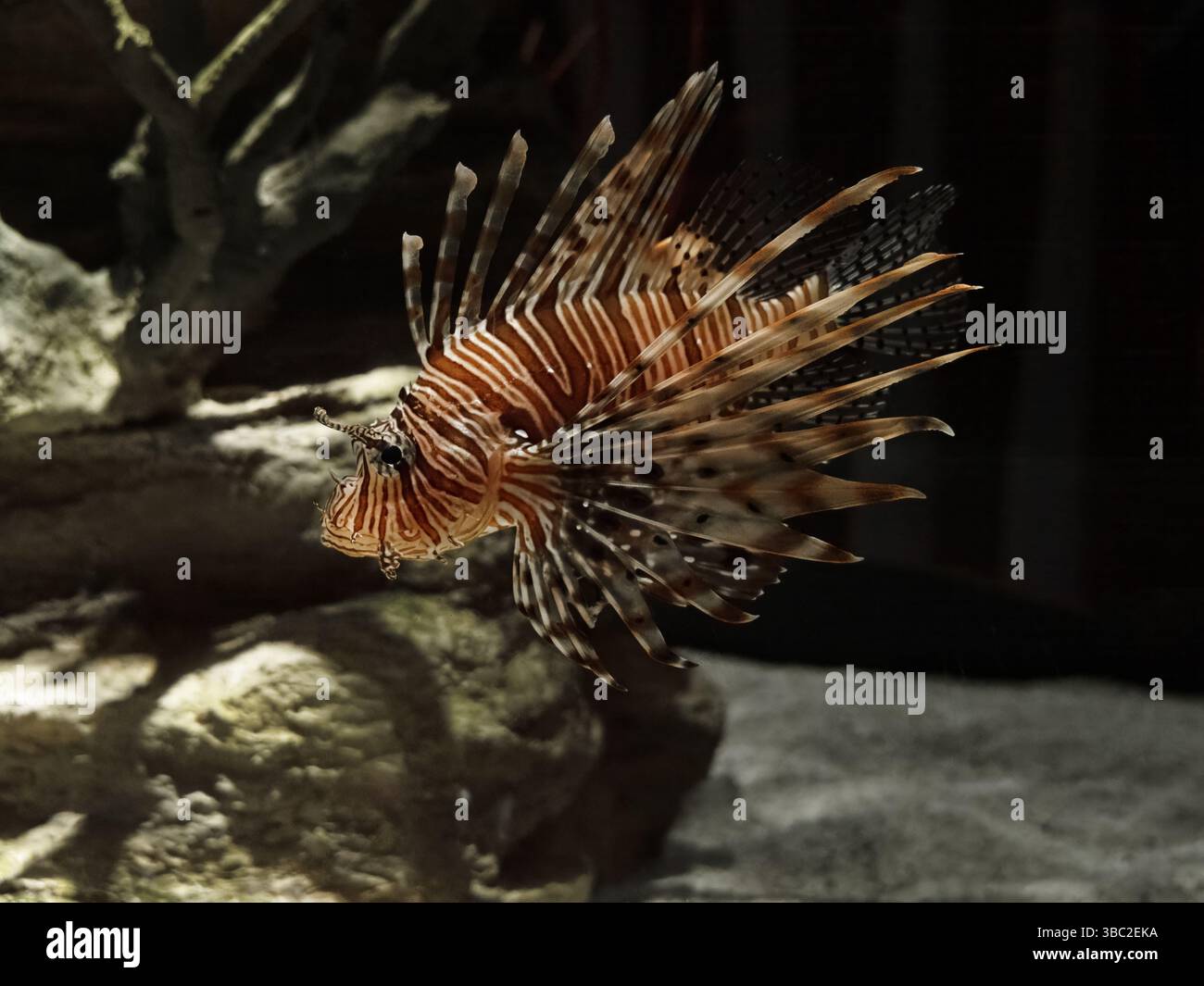 Close-up of a lionfish underwater. Close-up of a lionfish near a coral ...