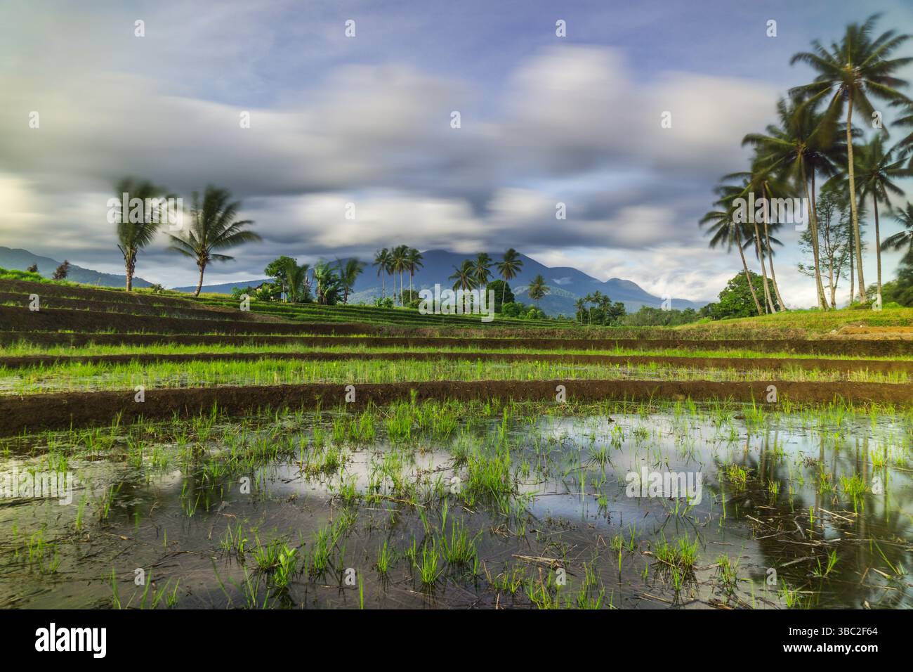 Aerial photo showing the contrast between natural green forest and ...