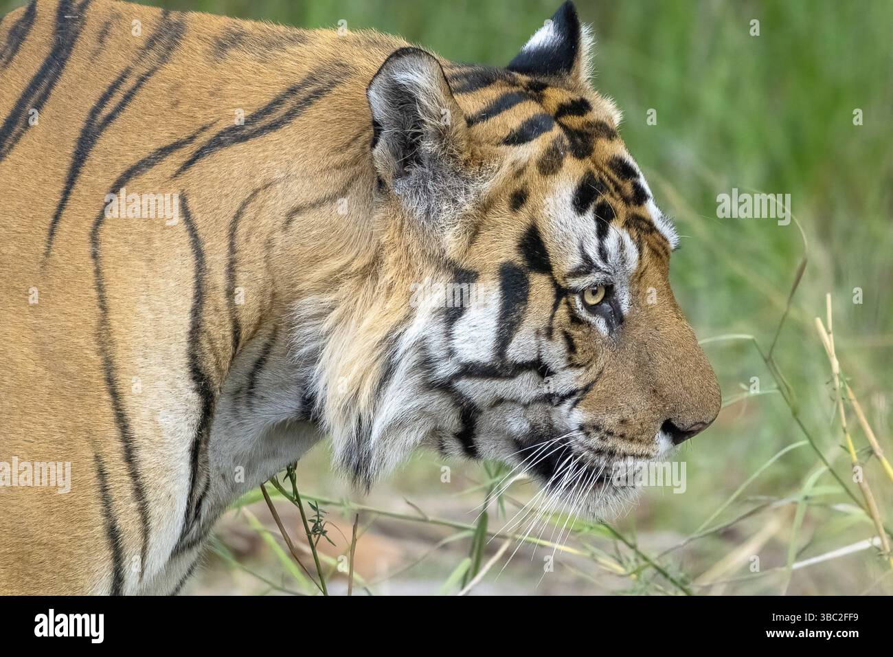 Tiger (Panthera tigris), Bengal tiger or Indian tiger, big cat ...