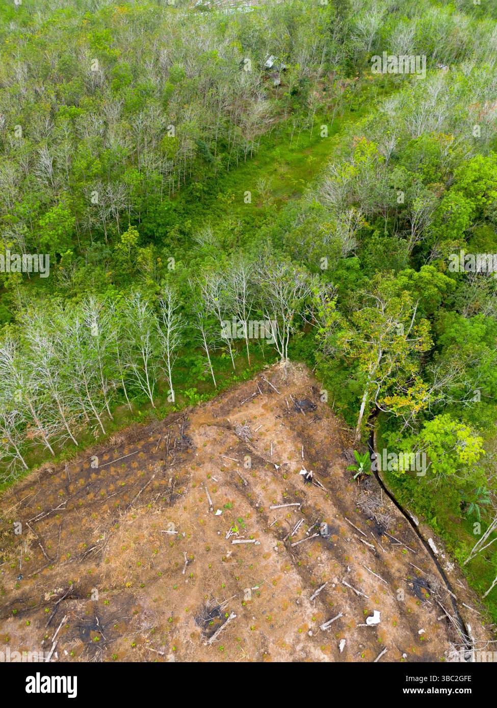 Aerial photo showing the contrast between natural green forest and ...
