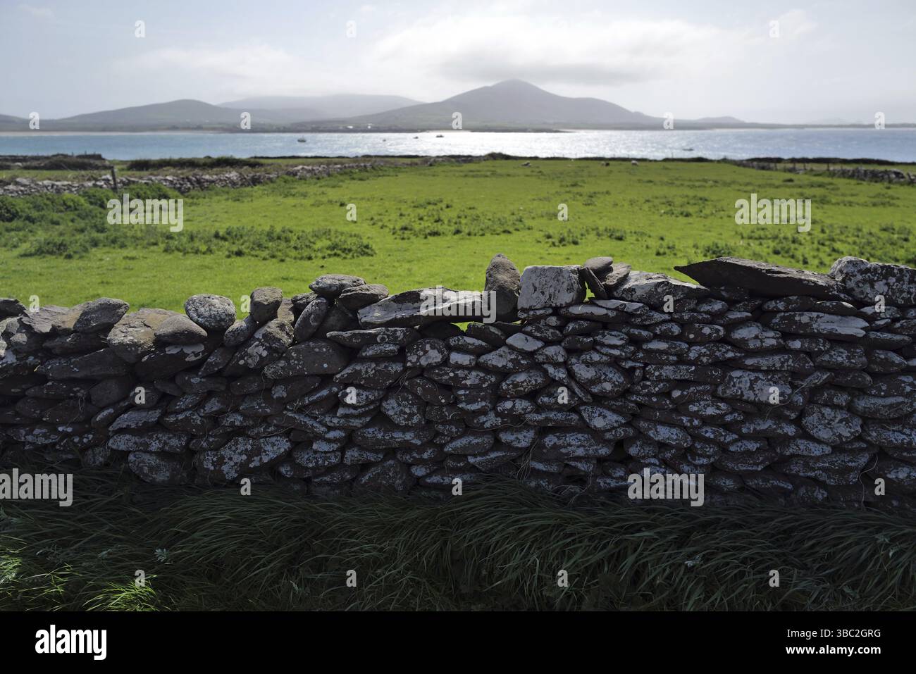 A typical Irish stone wall with Smerwick harbour and mountains in the ...